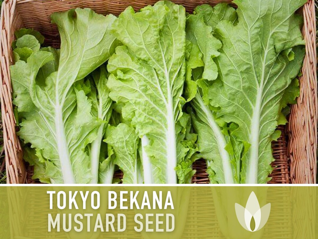Tokyo Bekana Mustard Green Seeds - Heirloom, Non-gmo - Etsy