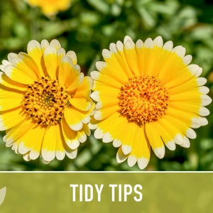 Tidy Tips Flower Seeds - Heirloom Seeds, Southwest Native Flower ...