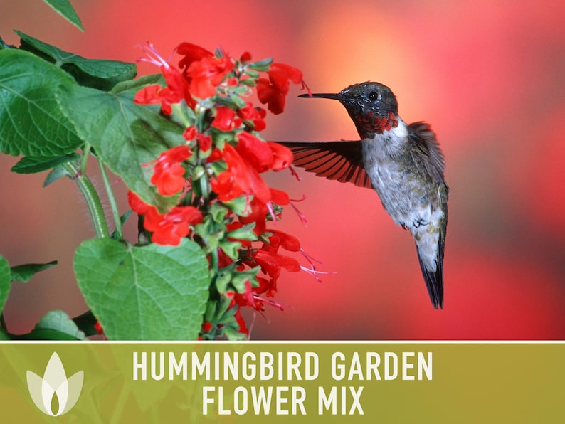 Hummingbird Garden Flower Seed Mix, Native Heirloom Seeds - Etsy