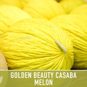 Golden Beauty Casaba Melon Seeds - Heirloom Seeds, White Flesh, Yellow ...