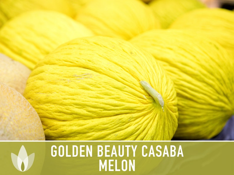 Golden Beauty Casaba Melon Seeds Heirloom Seeds White - Etsy
