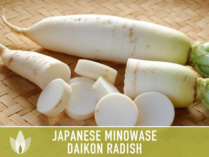 Japanese Minowase Daikon Radish Heirloom Seeds Root - Etsy