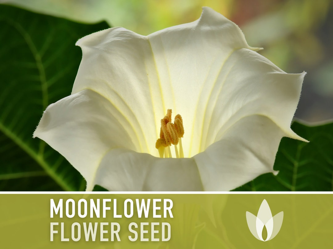 Moonflower Heirloom Flower Seeds - Moon Vine, Night Blooming, Morning ...