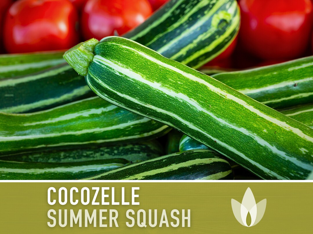 Cocozelle Summer Squash Zucchini Heirloom Seeds - Etsy