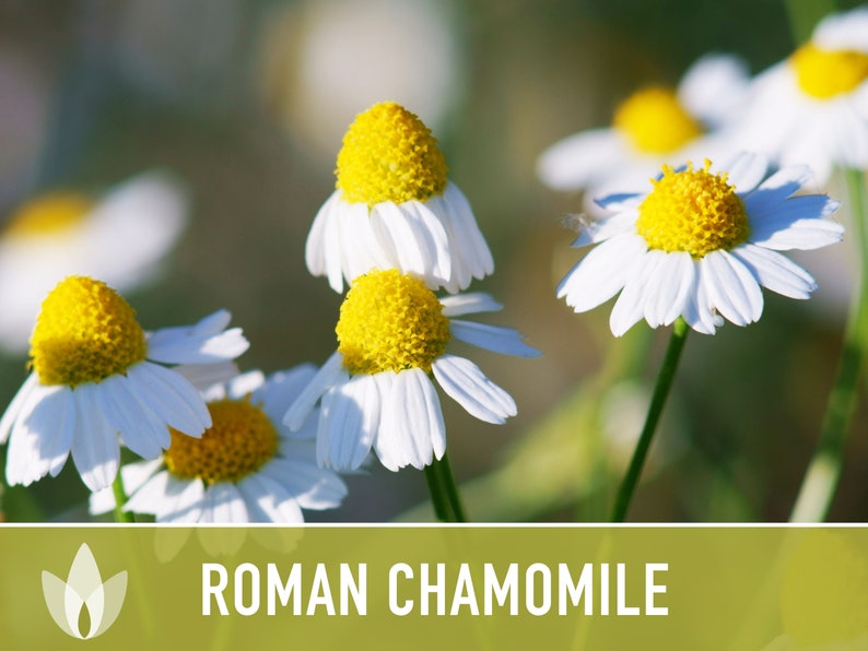 Roman Chamomile Seeds – Heirloom Herb, Herbal Tea Garden - Etsy