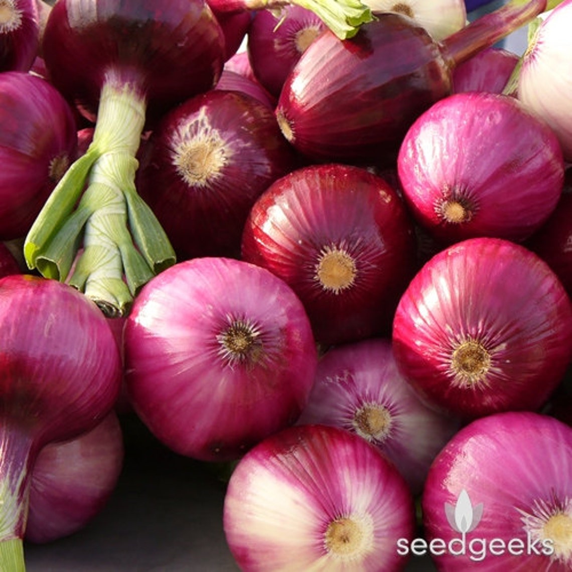 Ruby Red Onion Heirloom Seeds - Etsy