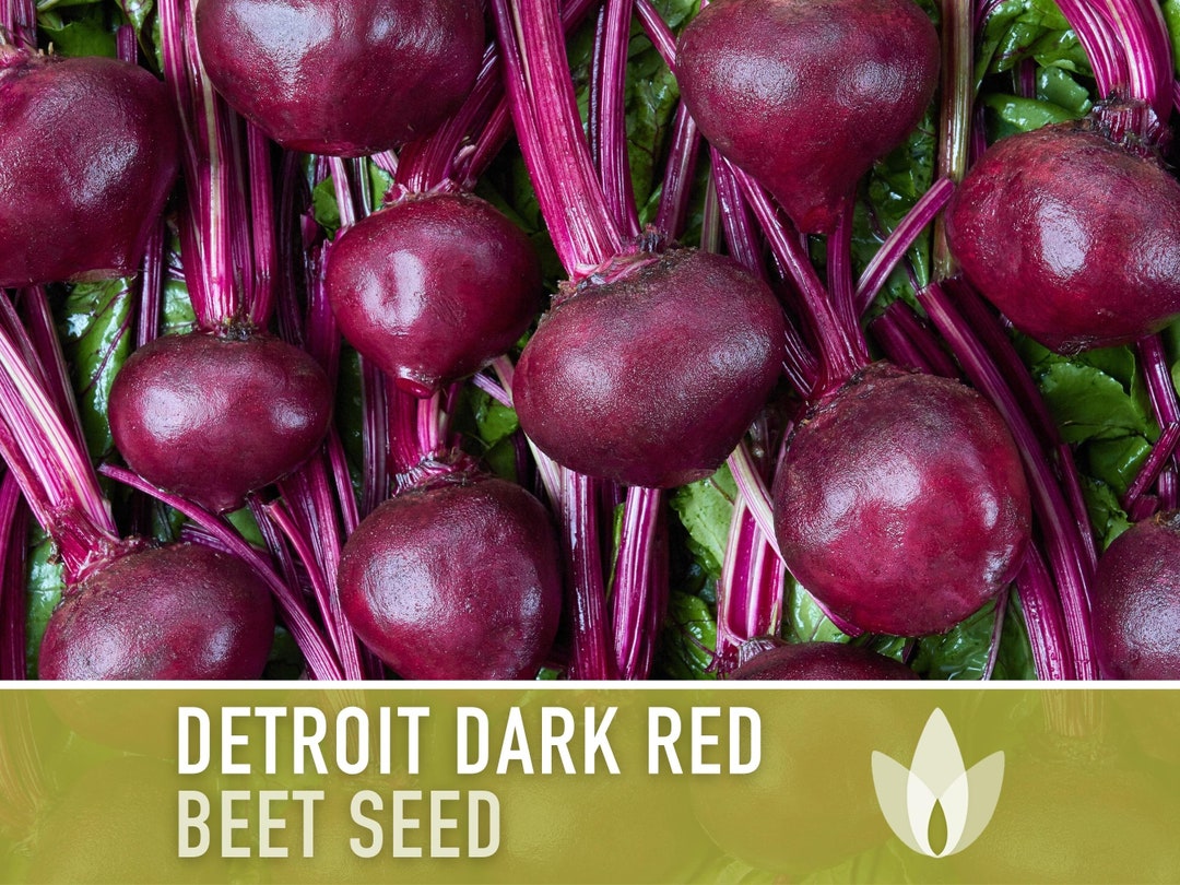 Detroit Dark Red Beet Seeds - Heirloom, Cold Hearty, Open Pollinated ...