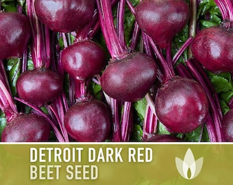 USA SELLER Rainbow Mix Beet 50 Seeds HEIRLOOM Beta Vulgaris - Etsy