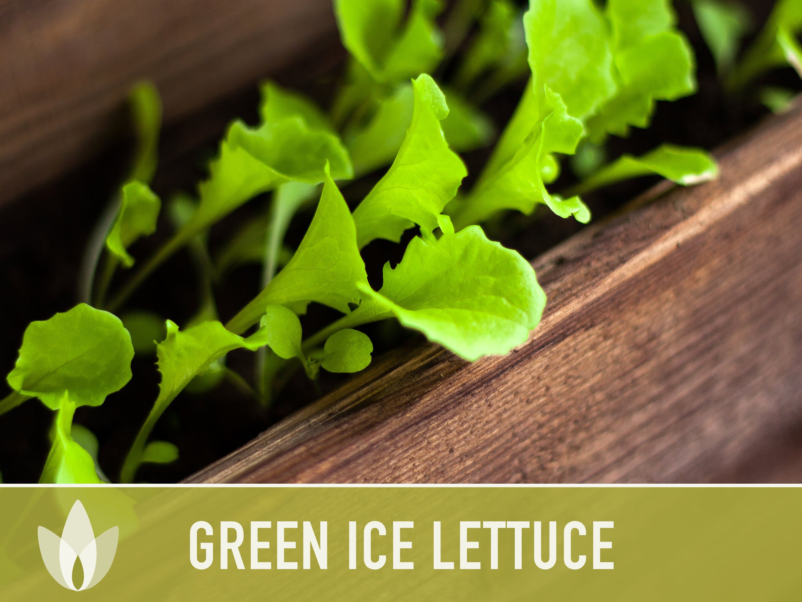 Green Ice Lettuce Heirloom Seeds - Summer Lettuce, Slow Bolting, Heat ...