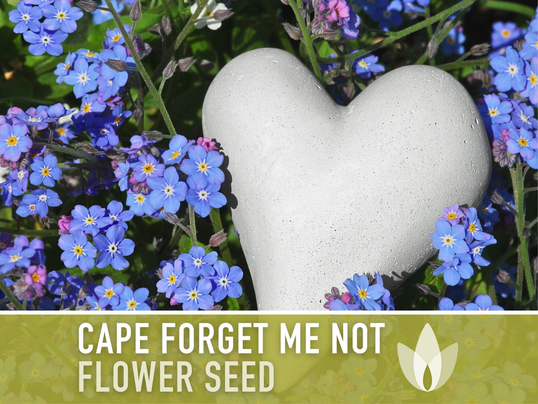 Cape Forget Me Not - 100 Seeds - Heirloom Flower Seeds, Blue Angel ...