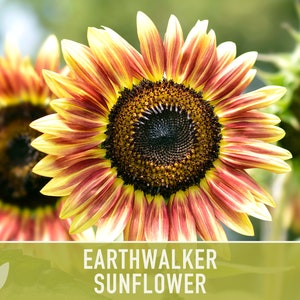 Earthwalker Sunflower Seeds - Heirloom Seeds, Seed Packets, Flower ...