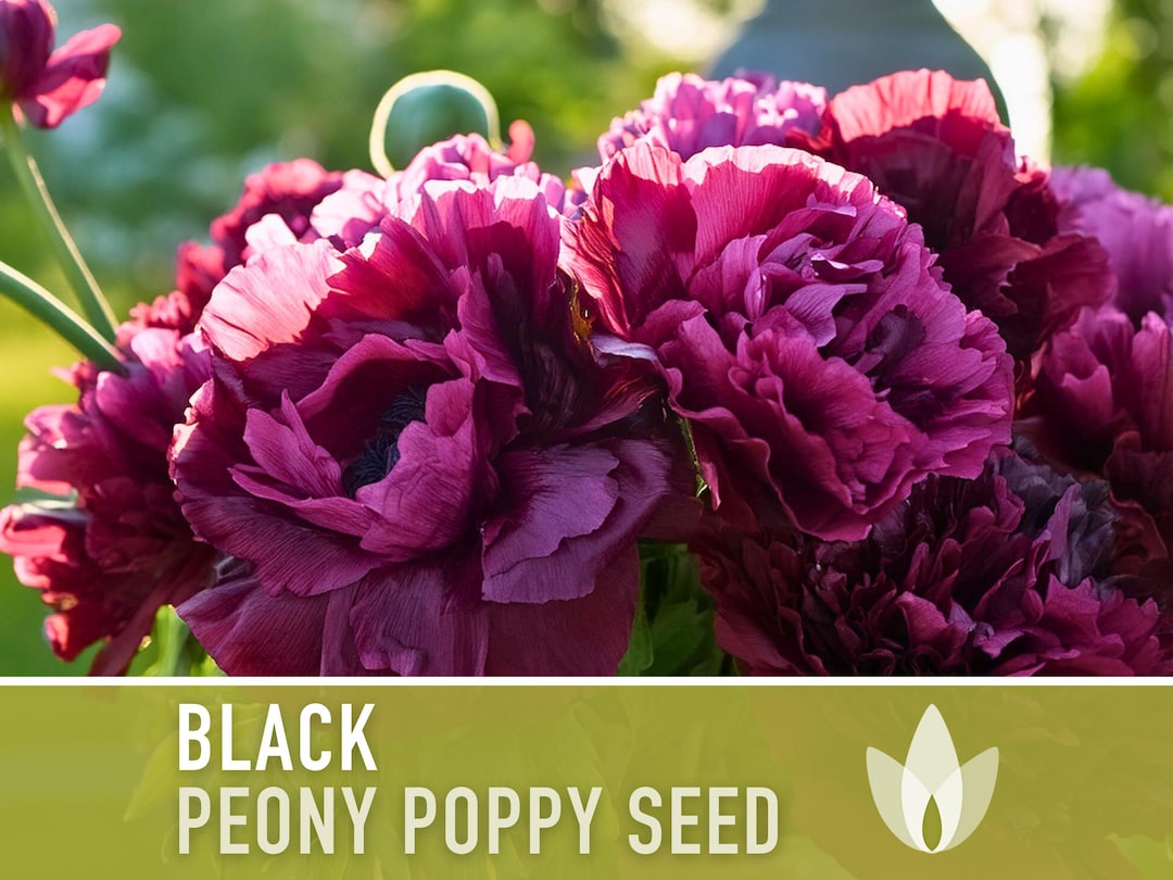 Black Peony Poppy Seeds, Double Ruffled Plum, 100 Heirloom Seeds - Etsy