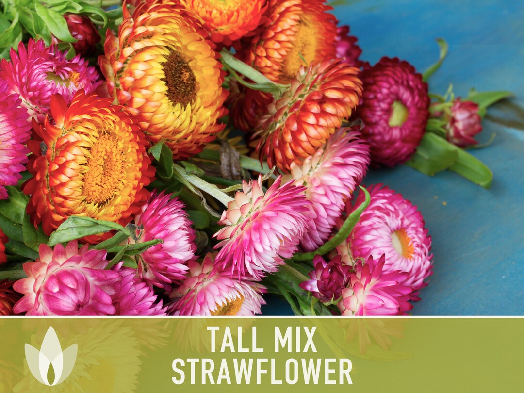 Strawflower Tall Mix Heirloom Seeds Flower Seeds Cut - Etsy