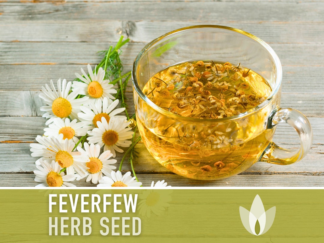Feverfew Seeds - Heirloom Seeds, Medicinal Herb Seeds, Herbal Tea ...