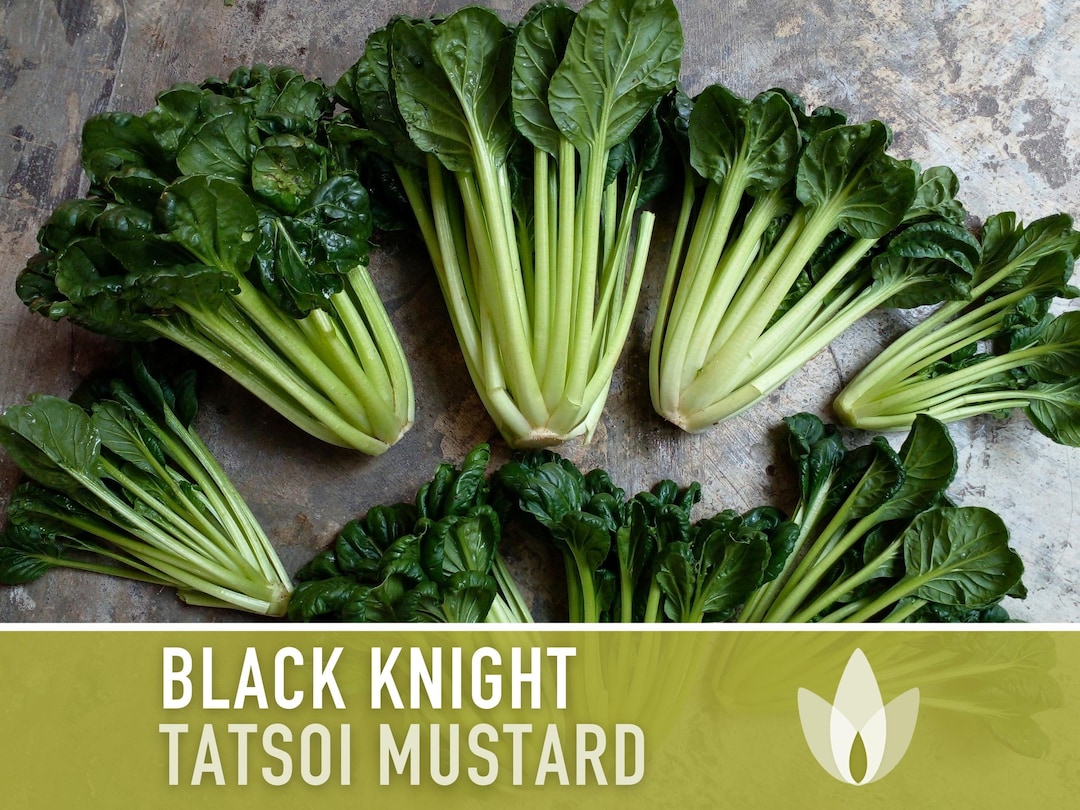 Black Knight Tatsoi Mustard Greens Seeds - Heirloom Seeds, Fresh Salad ...