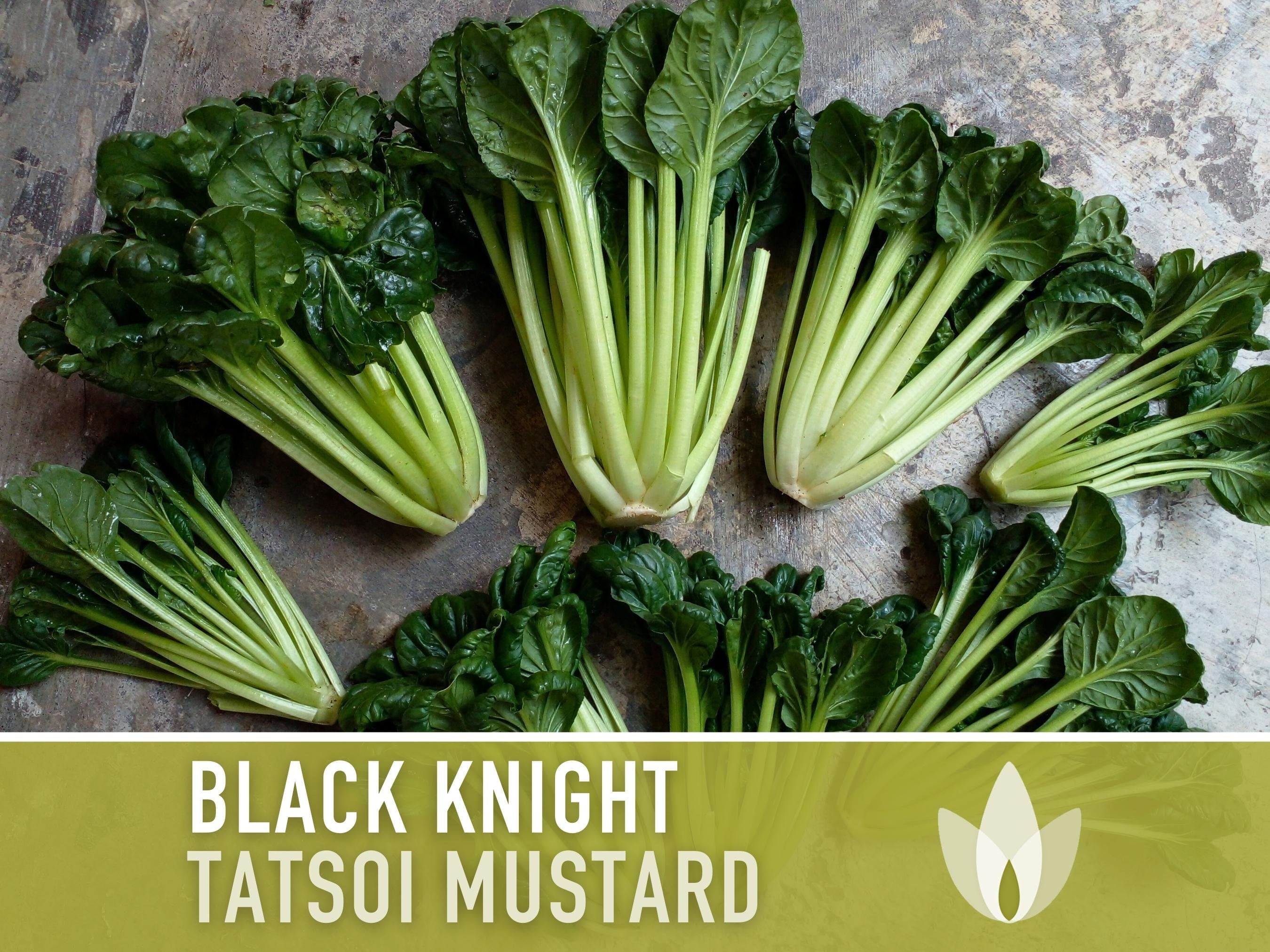 Black Knight Tatsoi Seeds – Heirloom Mustard Greens, Salad Veggie - Etsy
