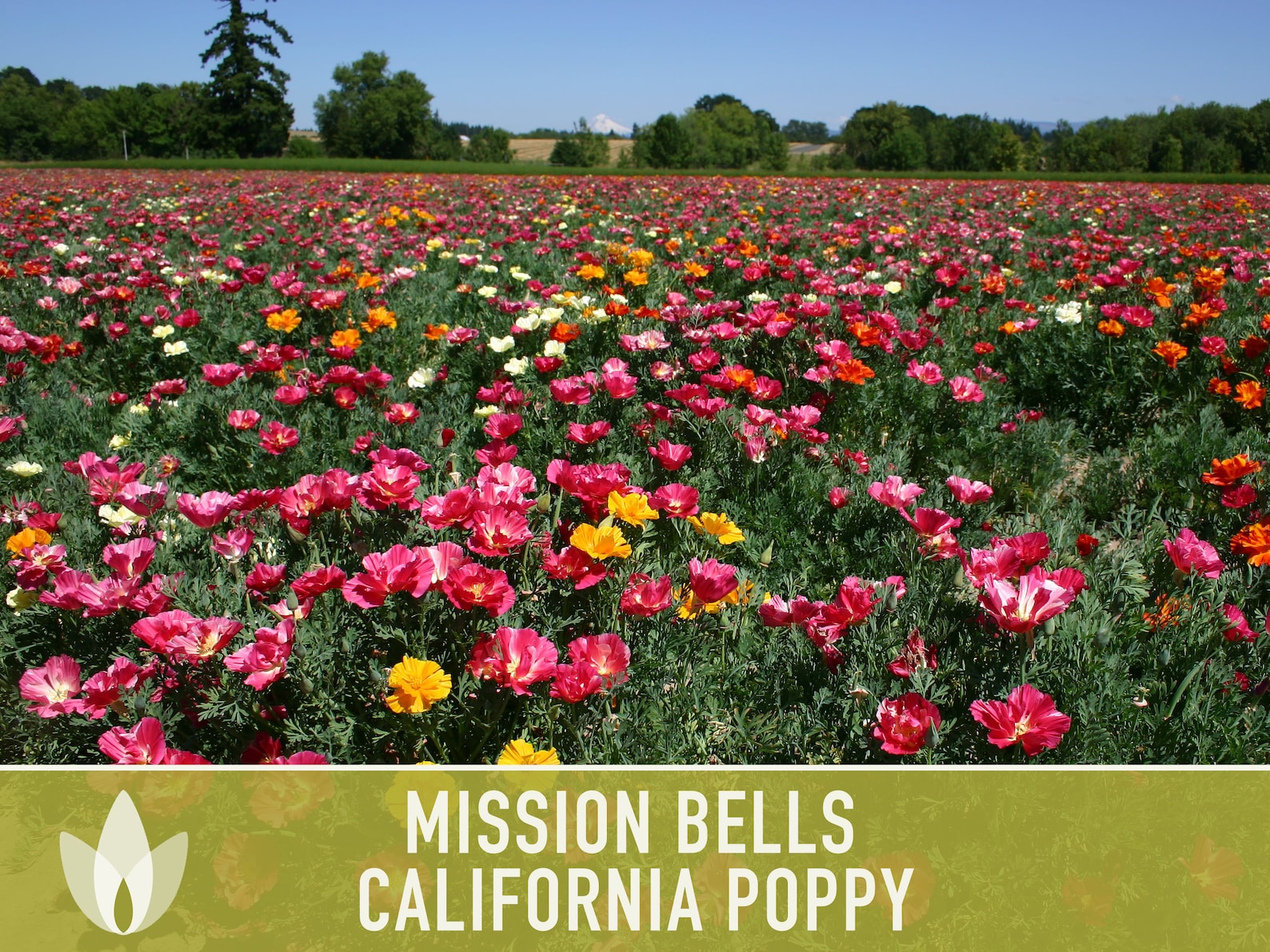 Mission Bells California Poppy Heirloom Seeds Flower Seeds - Etsy