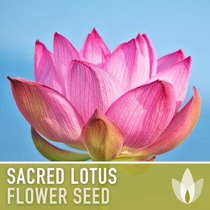 Sacred Lotus Seeds | 5 Seeds, Pink Bonsai Flowers for Water Gardens ...