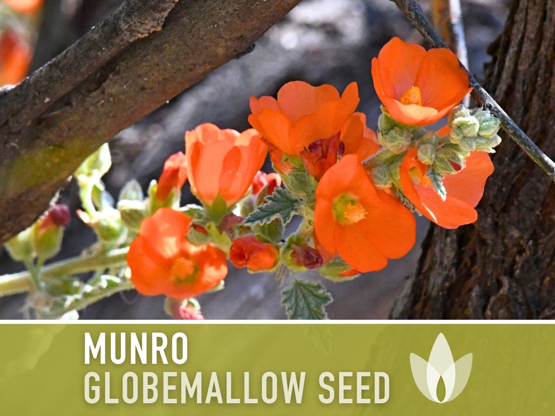 Munro's Globemallow Seeds – Drought Tolerant, Bee Friendly - Etsy