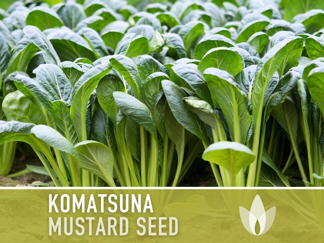 Komatsuna Tendergreen Mustard Seeds - Heirloom, Mustard Greens, Open ...