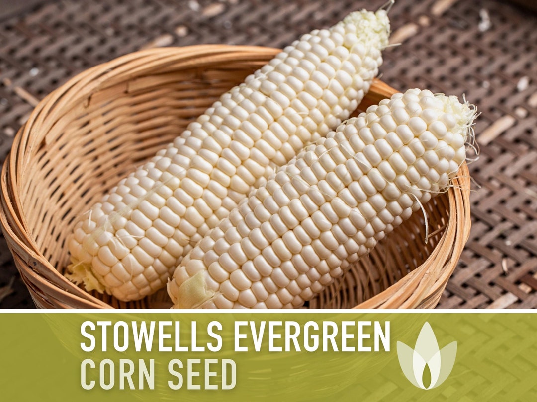 Stowell's Evergreen Sweet Corn Seeds - Heirloom, Open Pollinated - Etsy