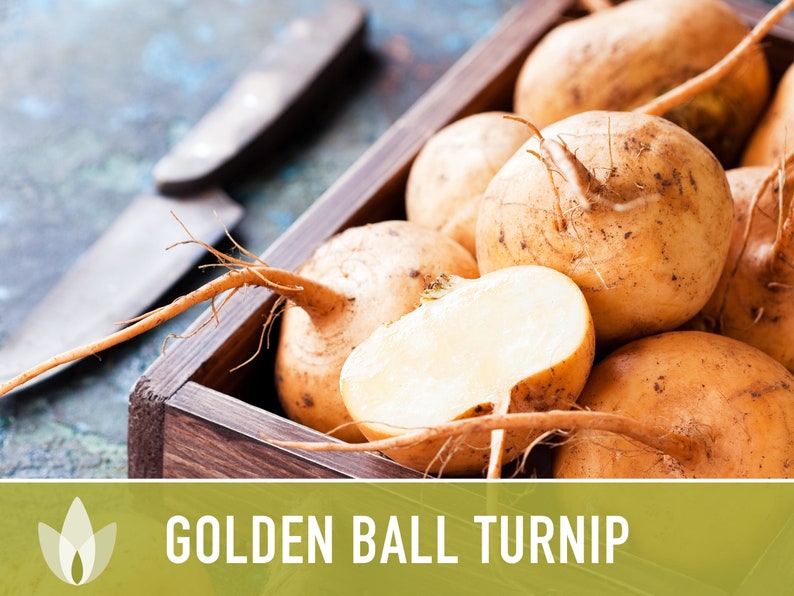 Golden Ball Turnip Heirloom Seeds - Etsy