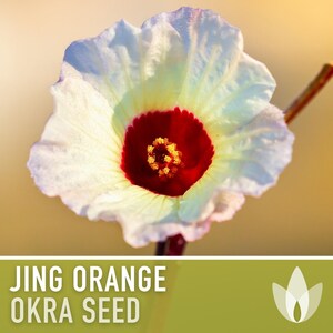 Jing Orange Okra Seeds - Heirloom Seeds, Asian Seeds, Chinese Okra ...