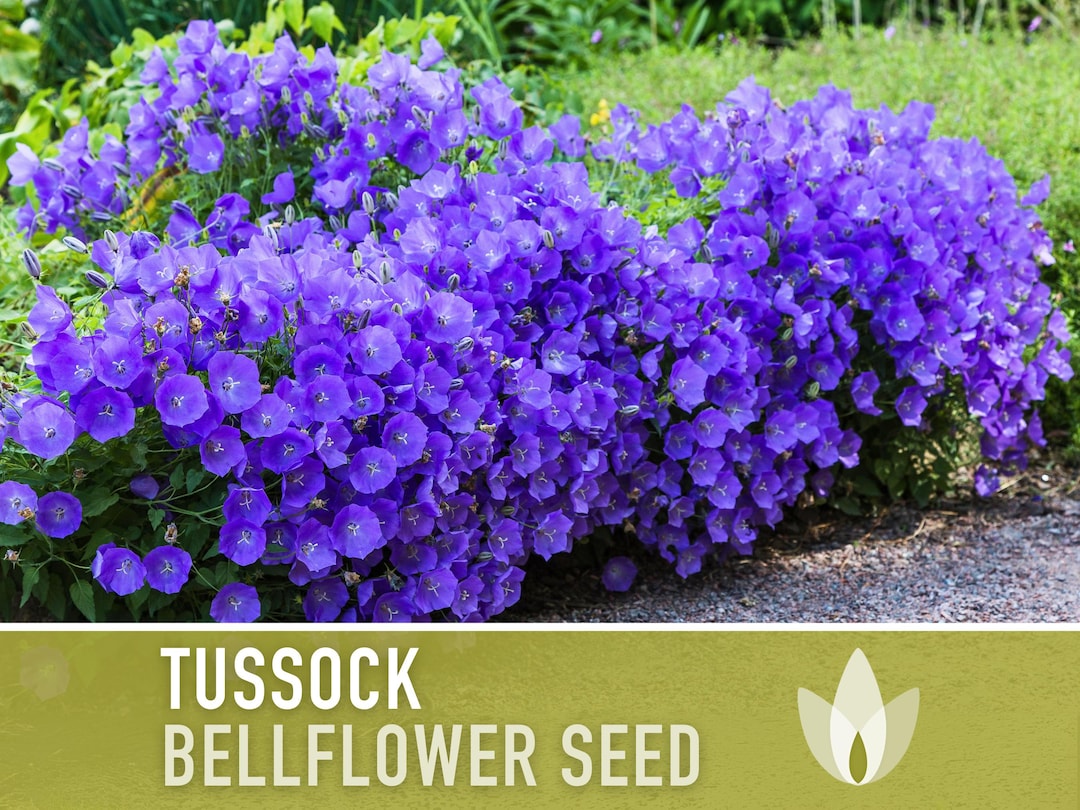 Tussock Bellflower Seeds - 50 Heirloom Flower Seeds, Carpathian ...