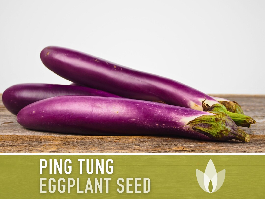Ping Tung Eggplant Heirloom Seeds - Etsy
