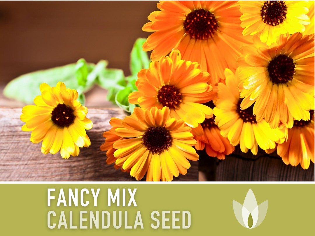 Fancy Mix Calendula Seeds - Heirloom Flower Seeds, Cut Flowers, Edible ...