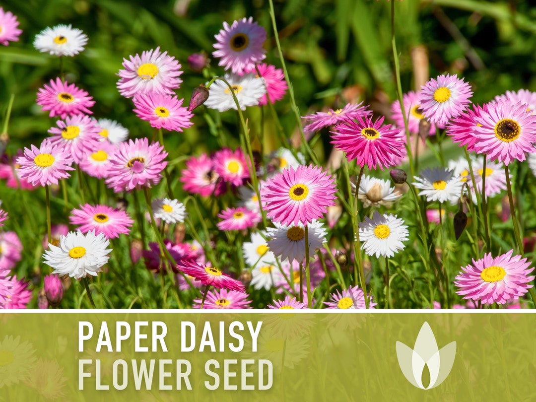 Paper Daisy Flower Seeds - Heirloom Seeds, Everlasting Flowers, Cut ...