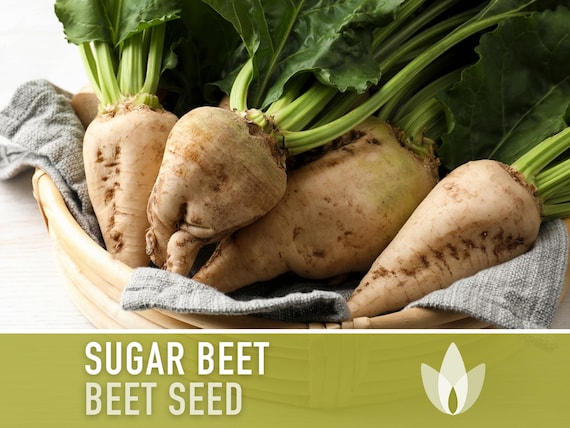 Sugar Beet Seeds