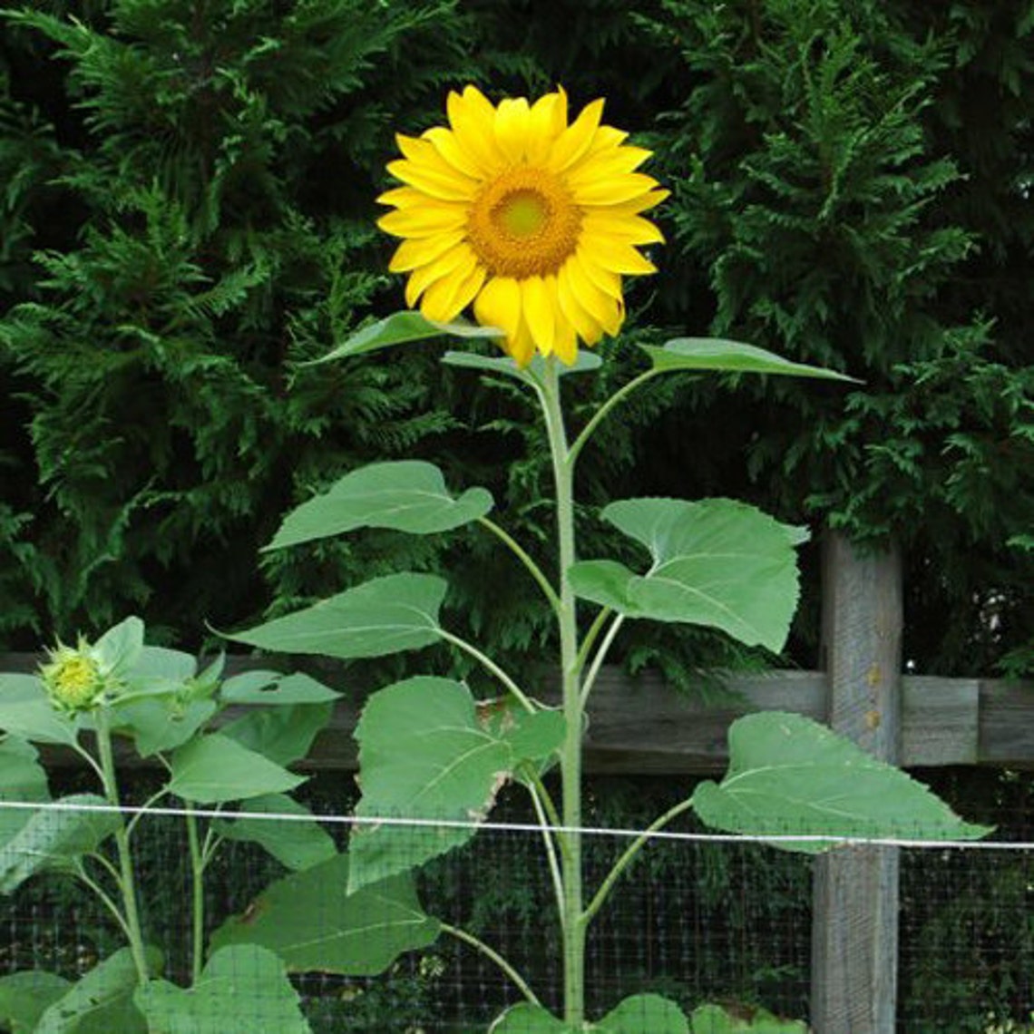 Mammoth Grey Stripe Sunflower Heirloom Seeds Flower Seeds - Etsy