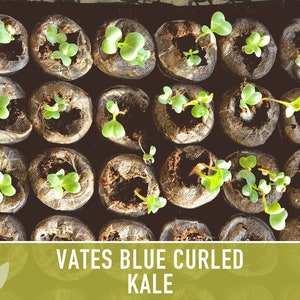 Vates Blue Curled Kale Heirloom Seeds - Etsy