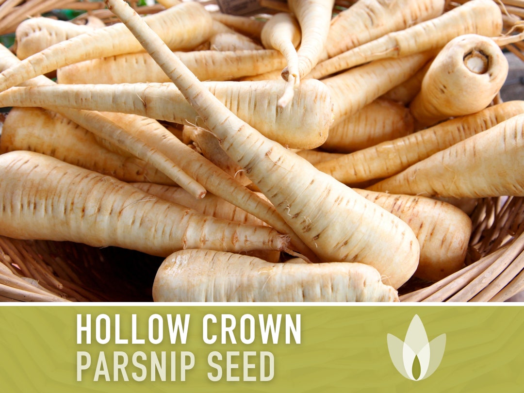 Hollow Crown Parsnip Heirloom Seeds - Non-gmo, Open Pollinated ...