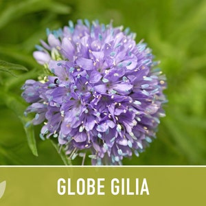 Globe Gilia Flower Seeds - Thimble Flower, Heirloom, Native Wildflower ...