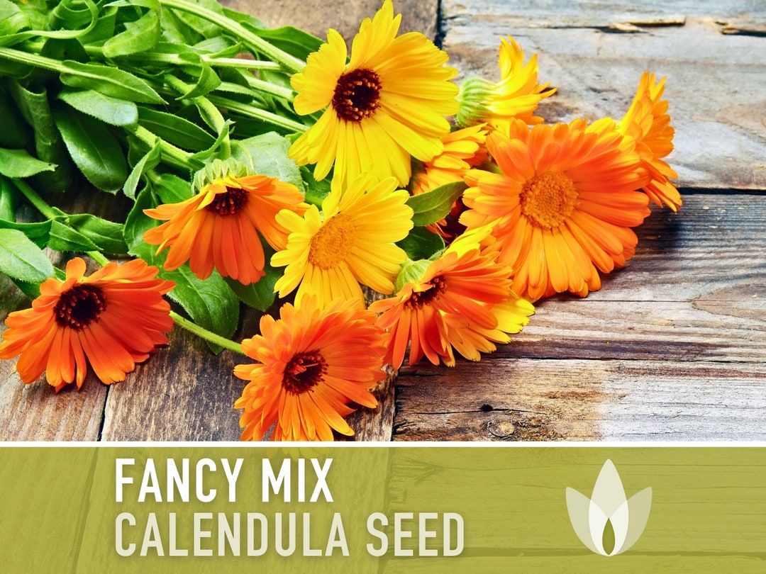 Calendula Officinalis, Fancy Mix Heirloom Seeds, Flower Seeds - Etsy