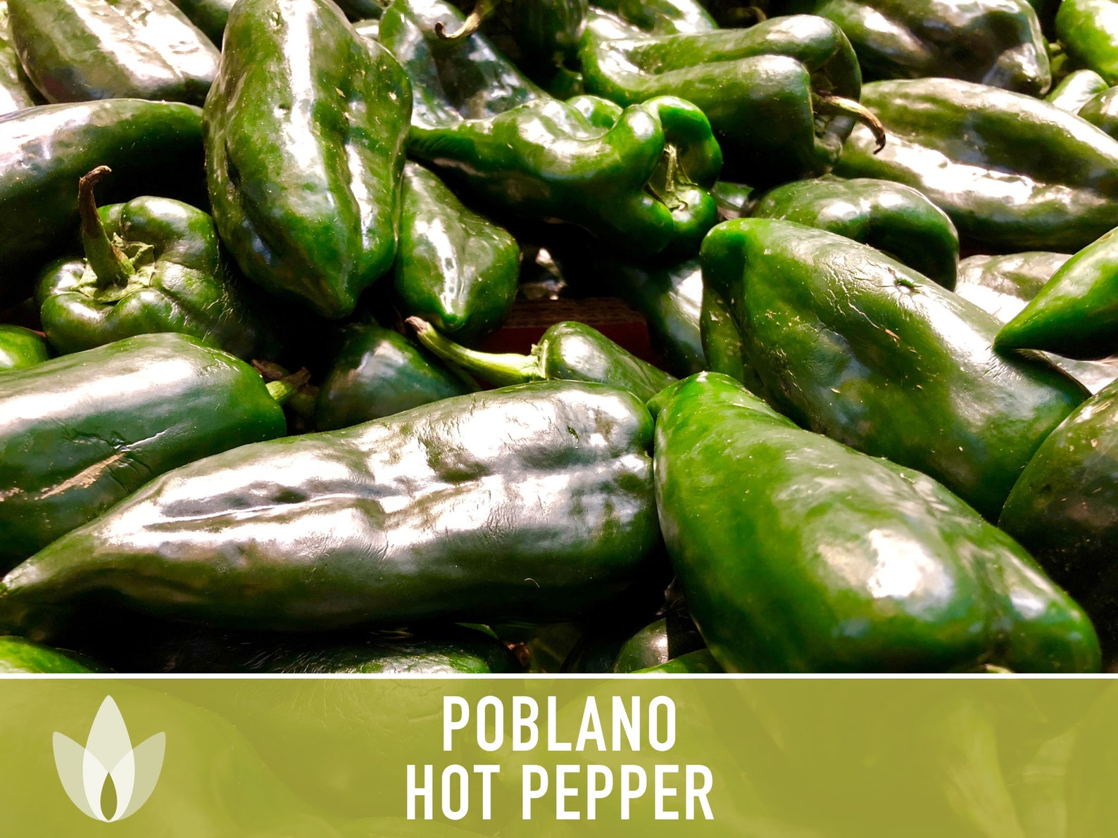 Poblano Ancho Hot Pepper Heirloom Seeds Chili Rellenos, Mexican Ancho ...