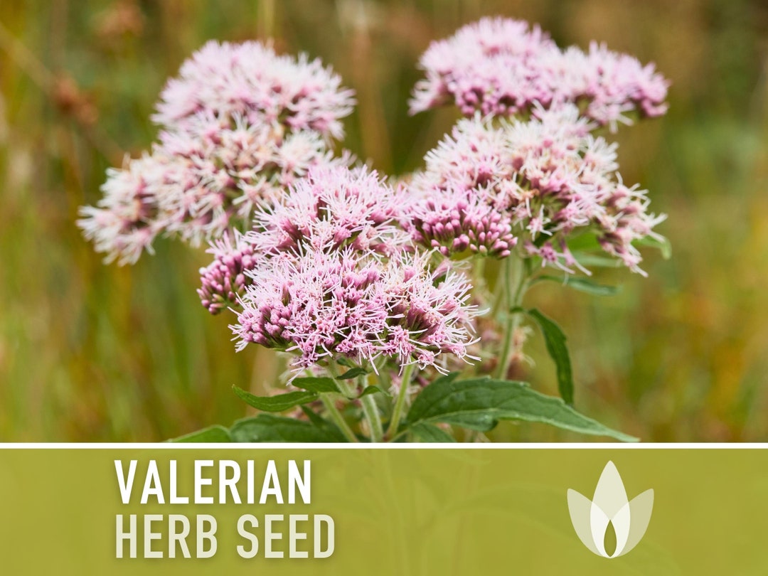 Valerian Flower Seeds - Heirloom Seeds, Medicinal Herb Seeds, Open ...