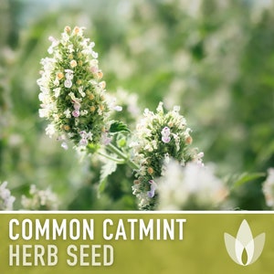 Common Catmint Herb Seeds - Heirloom Seeds, Herbal Tea, Fragrant White ...