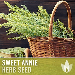 Sweet Annie Herb Seeds - Heirloom Seeds, Chinese Wormwood, Traditional ...