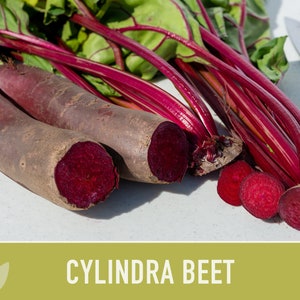 Cylindra Beet Seeds - Heirloom Seeds, Cylindrical Shaped, Uniform ...