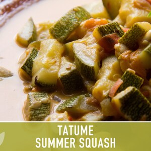 Tatume Summer Squash Seeds - Heirloom, Tatuma, Calabacita, Drought ...