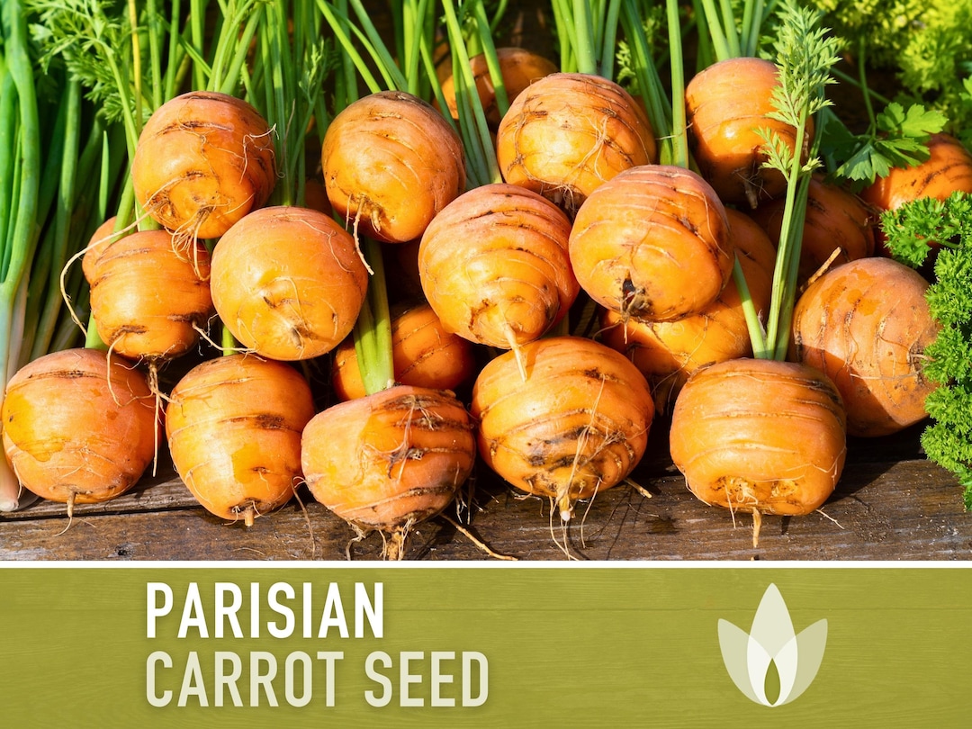 Parisian Carrot Heirloom Seeds - Baby Carrots, Canning Carrots ...