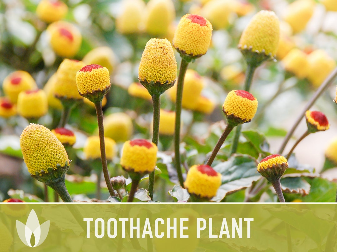 Toothache Plant spilanthes Oleracea Medicinal Herb Seeds - Etsy
