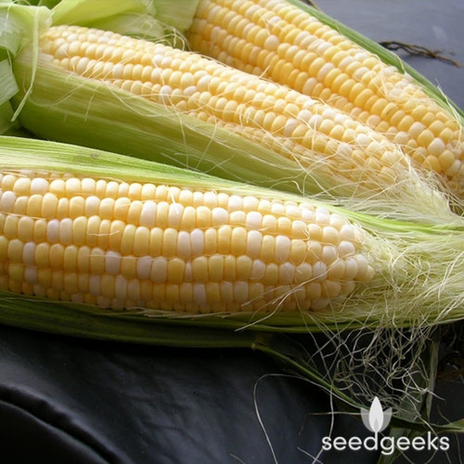 Golden Bantam 8-row Sweet Corn Heirloom Seeds - Etsy