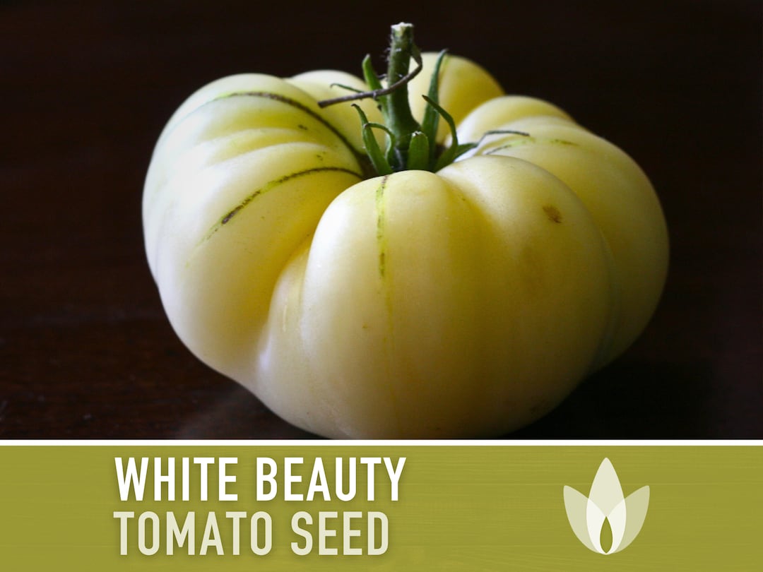White Beauty Tomato Heirloom Seeds - Snowball Tomato, Indeterminate ...