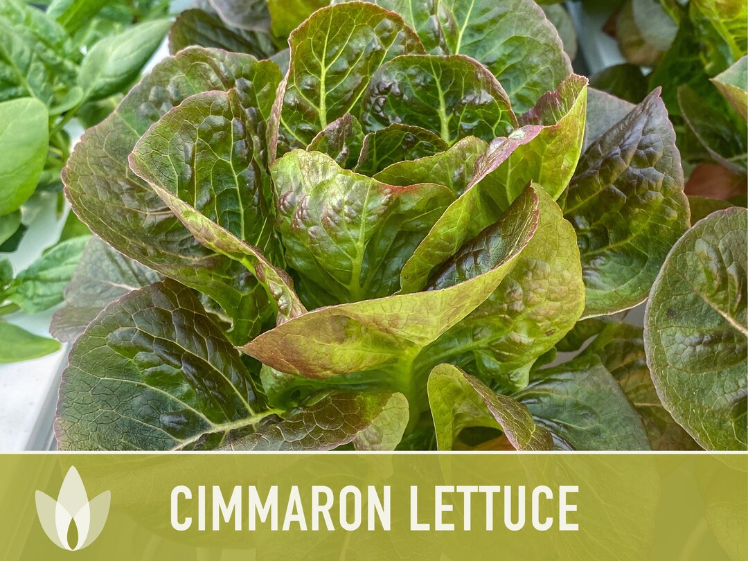 Cimmaron Romaine Lettuce Heirloom Seeds Heirloom Favorite - Etsy