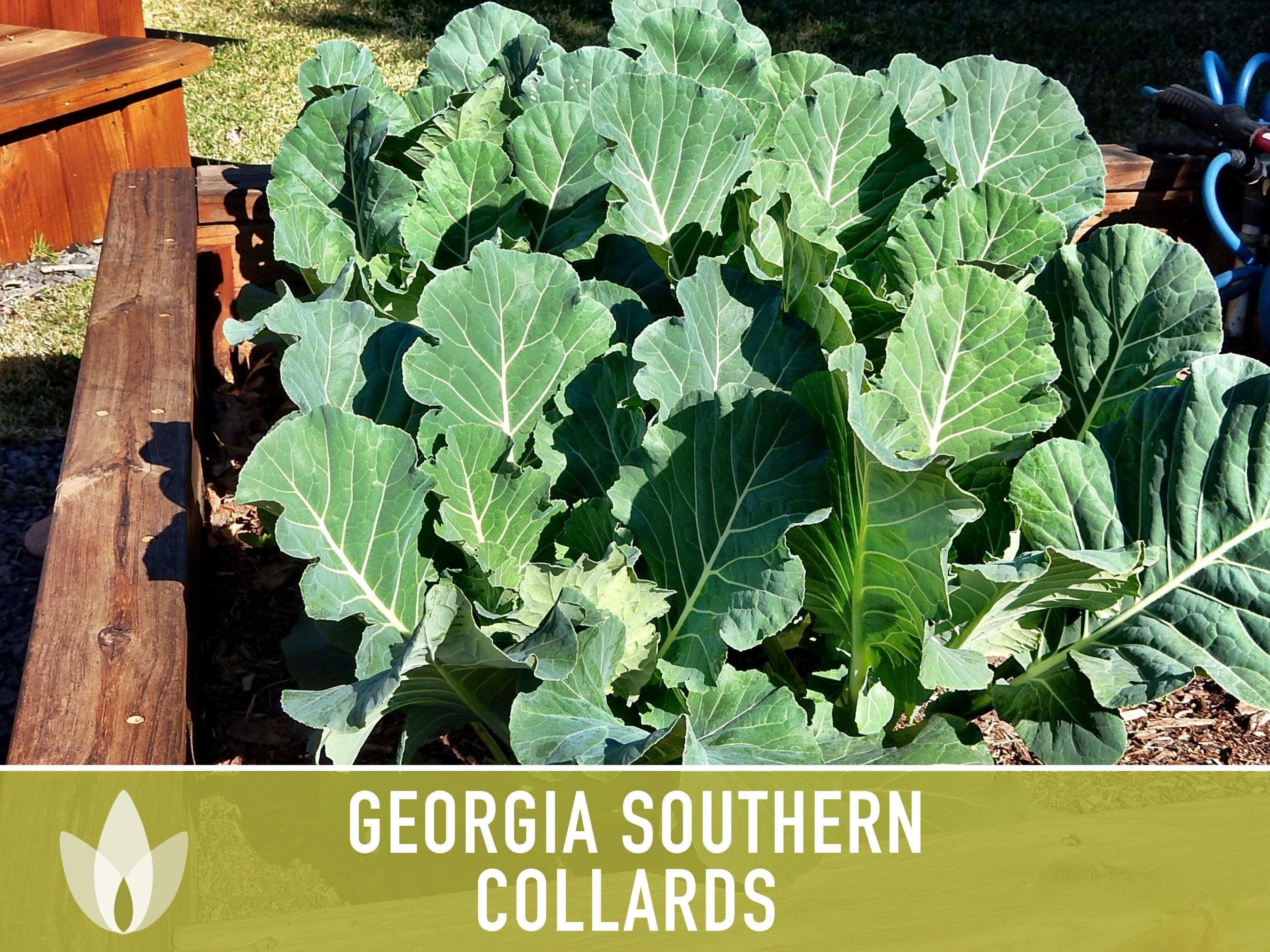 Georgia Southern Collards Heirloom Seeds - Collard Greens, Heat ...