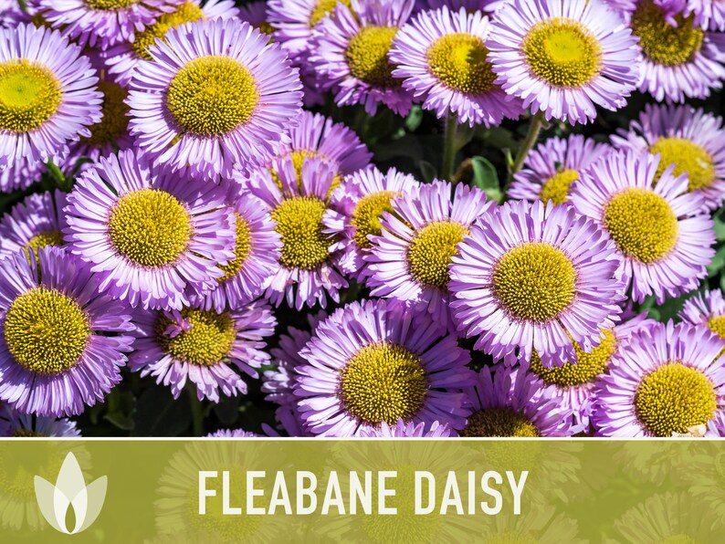 Fleabane Daisy Flower Seeds Dainty Daisy Aspen Daisy Showy - Etsy